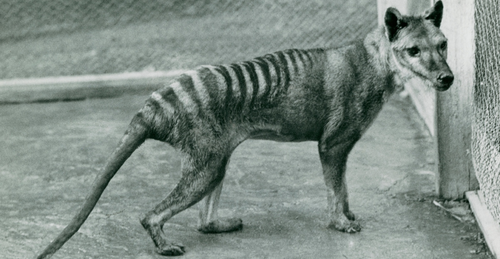 10 Extinct Animals Scientists Are Trying to Revive | animalplanethq.com