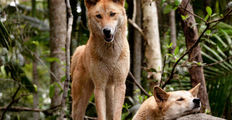 12 Animals That Now See Humans As Prey | animalplanethq.com
