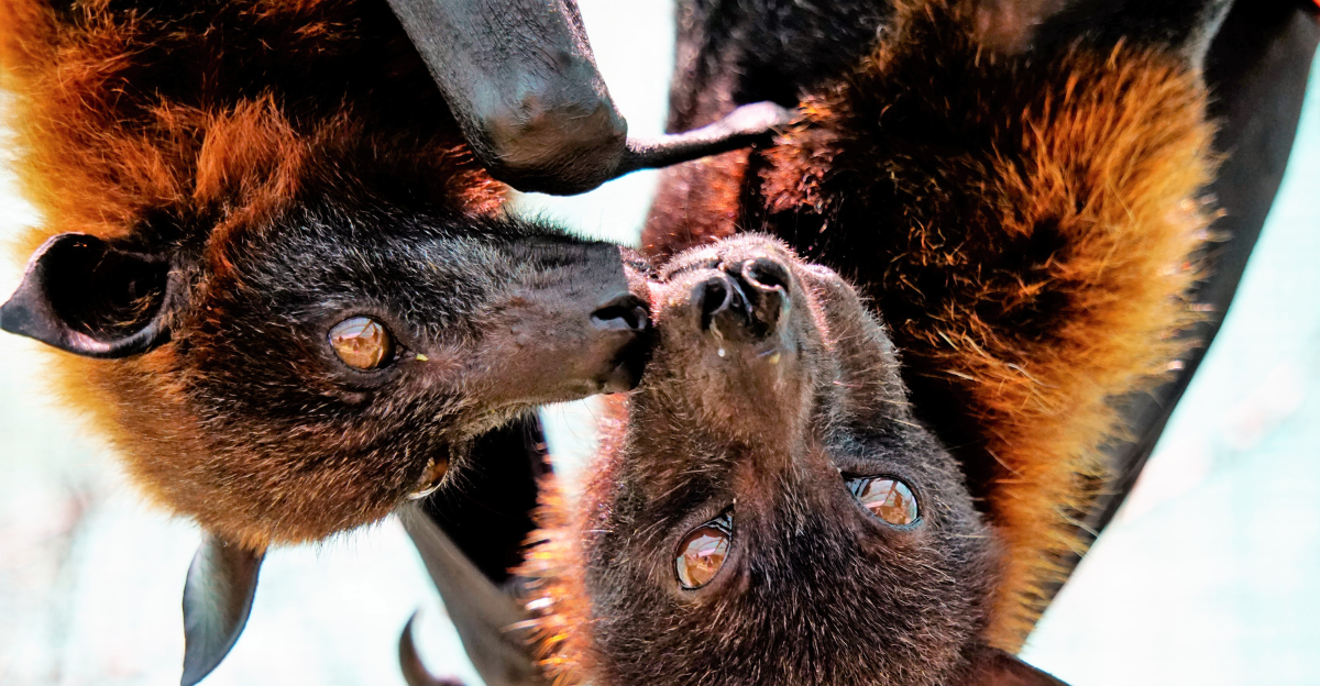 11 Animals That Can “Talk” More Like Humans Than You Think ...