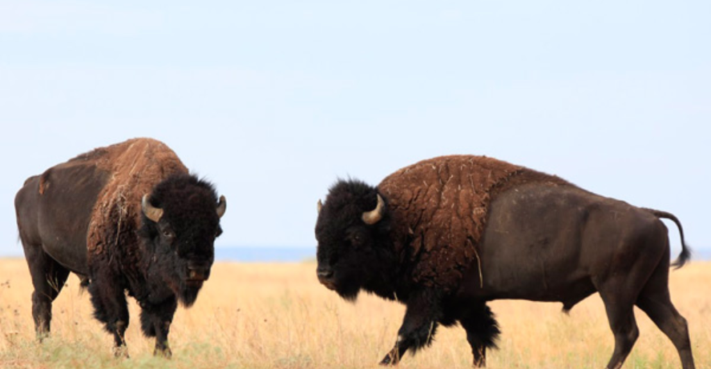12 U.S. States Where Bison Still Roam Wild and Free | animalplanethq.com