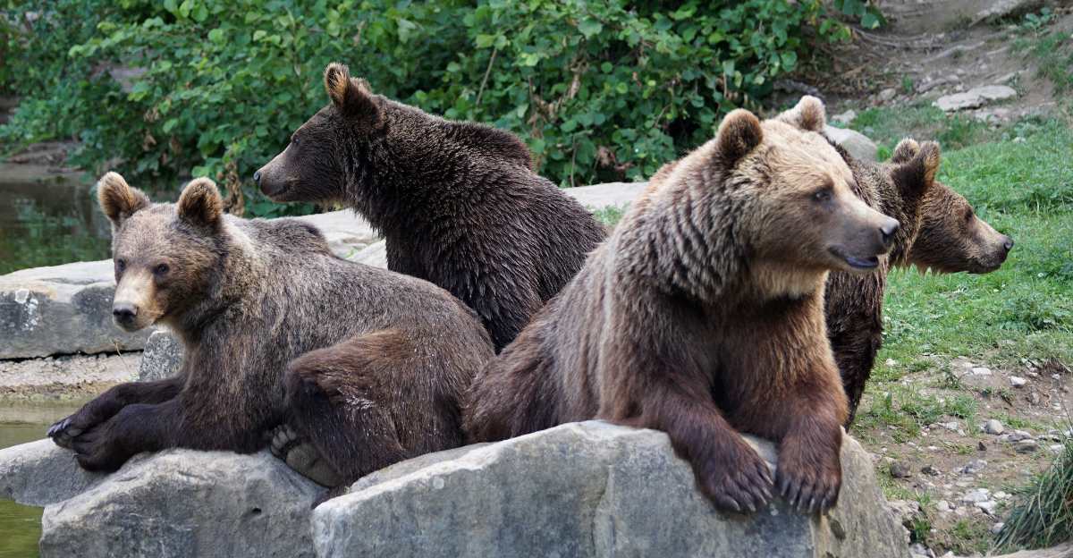 12 Animals That Now See Humans As Prey | animalplanethq.com