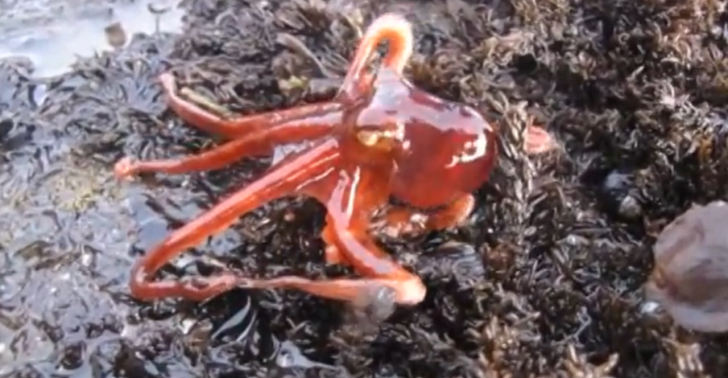 The Deadliest Octopuses on Earth | animalplanethq.com