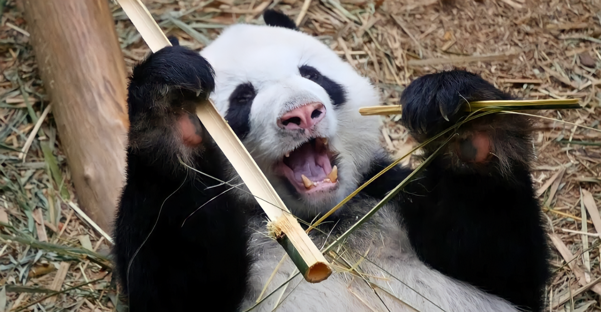 Why Pandas Eat Bamboo Despite Their Carnivore Instincts ...