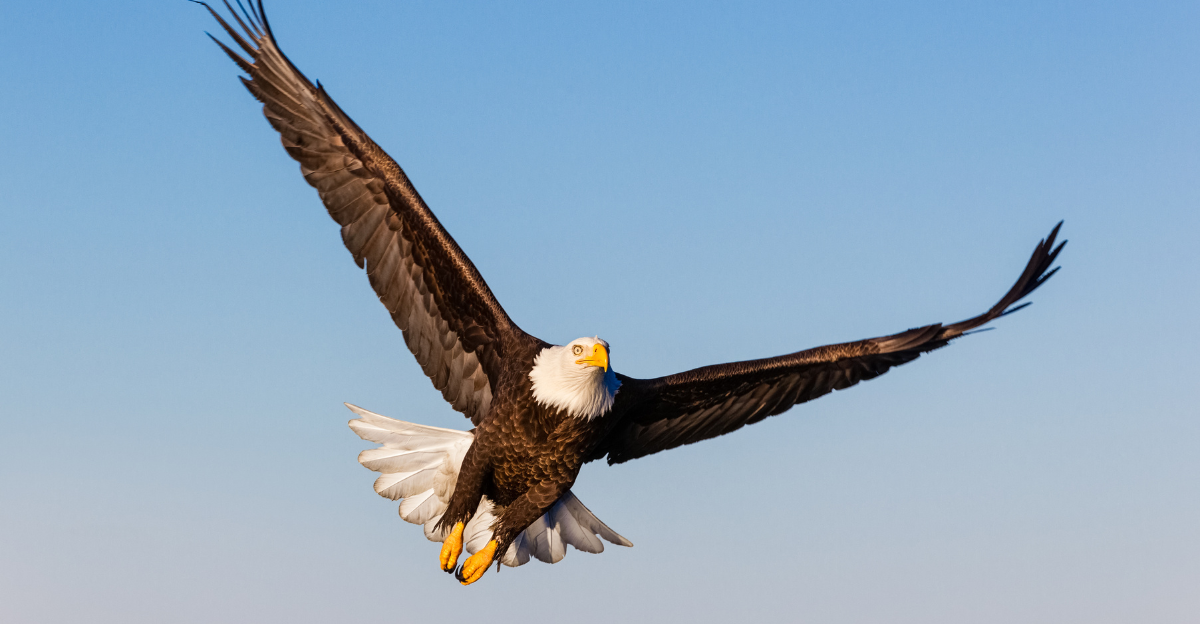 10 Wildlife Conservation Success Stories That Prove Change Is Possible ...