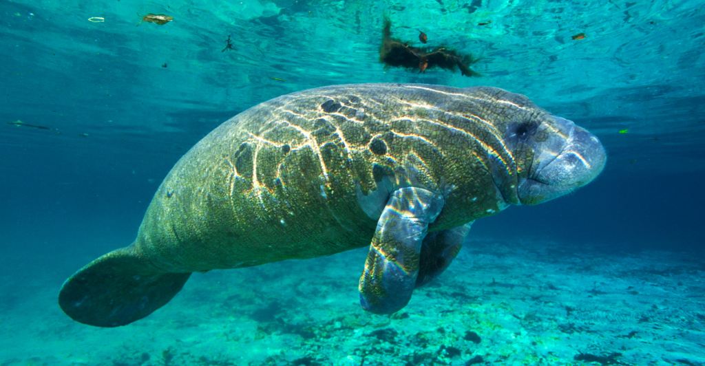 10 Most Endangered Species in the U.S. Facing Extinction in 2025 ...