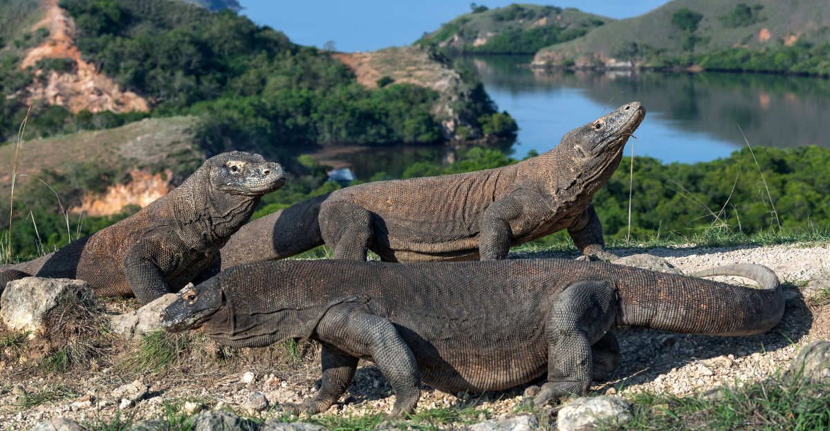 12 Animals That Now See Humans As Prey | animalplanethq.com