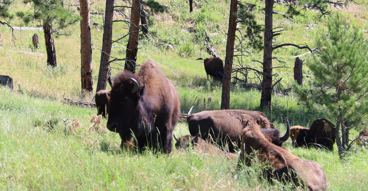 12 U.S. States Where Bison Still Roam Wild and Free | animalplanethq.com
