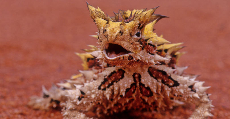 11 Remarkable Animals That Can Survive Without Water | animalplanethq.com
