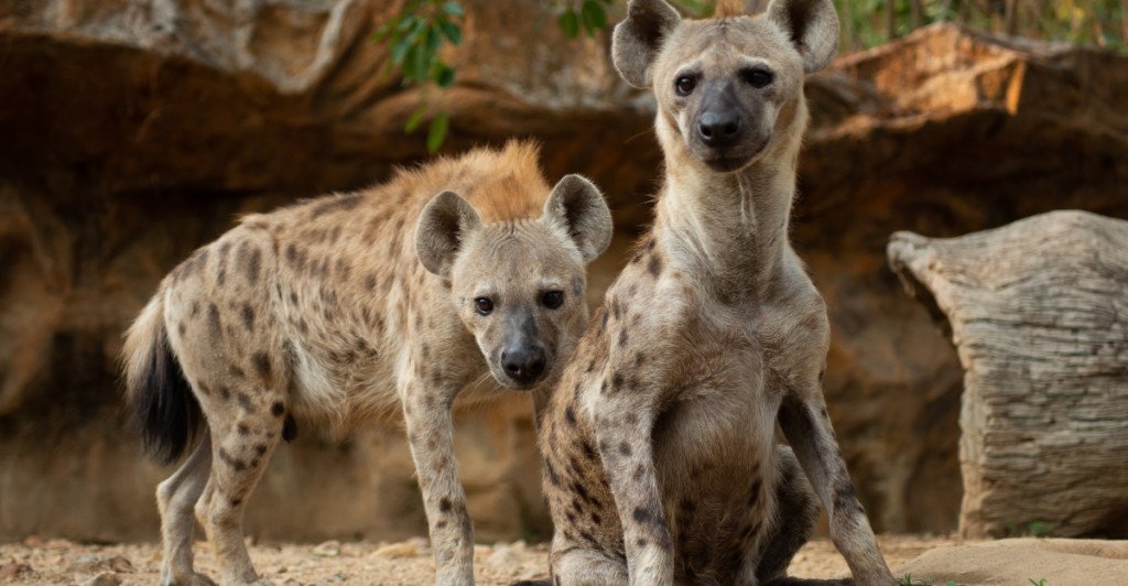 12 Animals That Now See Humans As Prey | animalplanethq.com