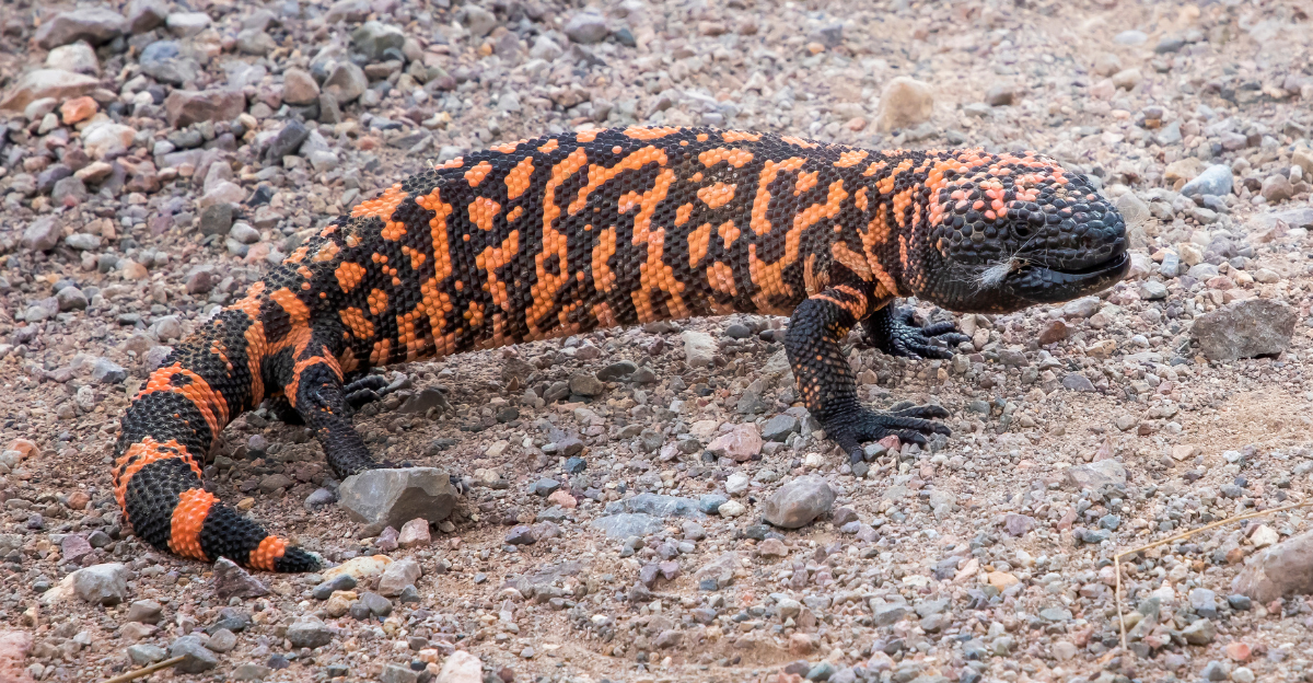 11 Remarkable Animals That Can Survive Without Water | animalplanethq.com