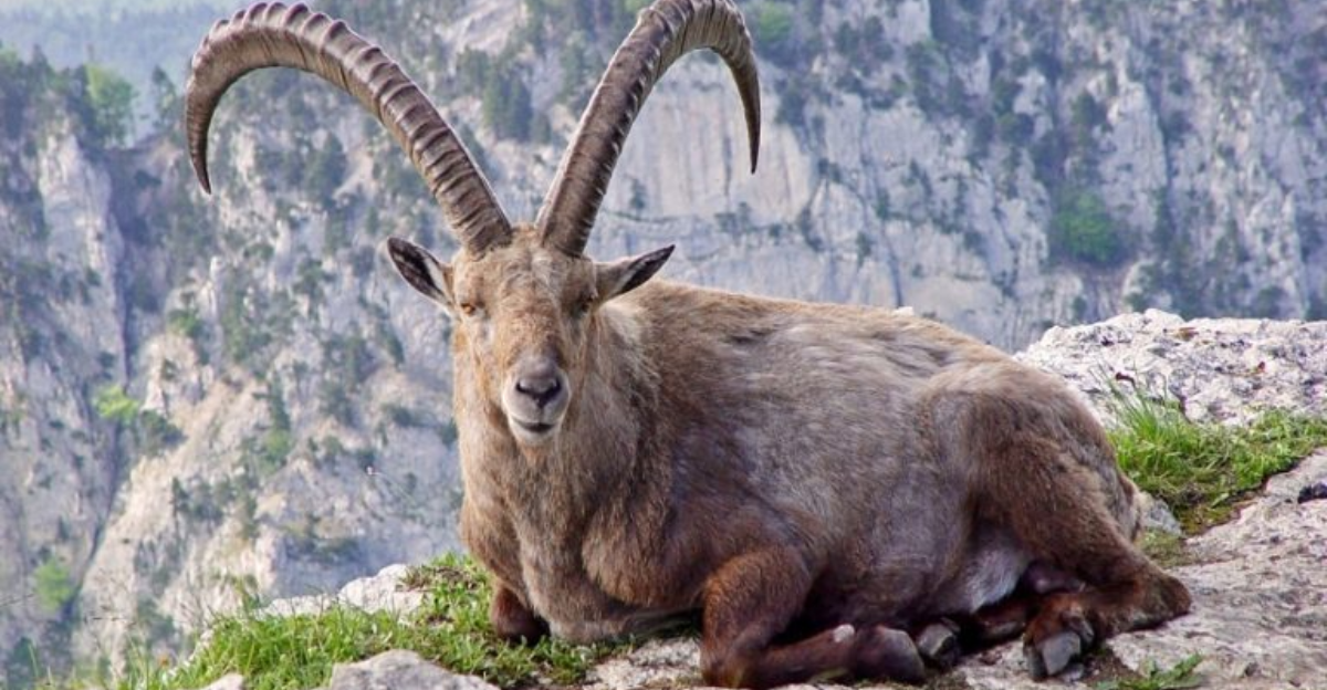 10 Extinct Animals Scientists Are Trying to Revive | animalplanethq.com