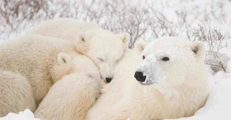 12 Animals That Now See Humans As Prey | animalplanethq.com