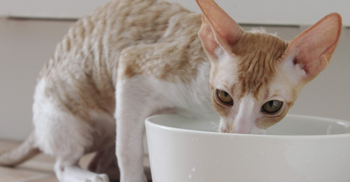 12 Cat Breeds That Stay Kitten-Sized Forever | animalplanethq.com