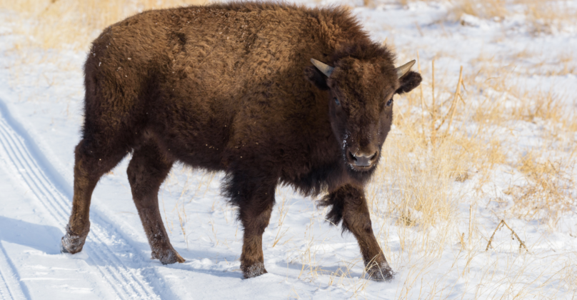 12 U.S. States Where Bison Still Roam Wild and Free | animalplanethq.com