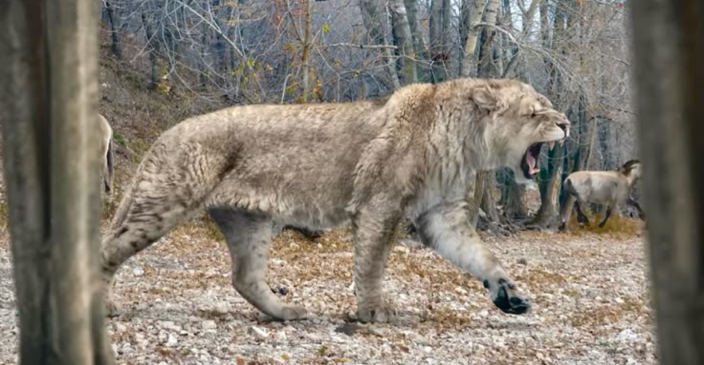 10 Extinct Animals Scientists Are Trying to Revive | animalplanethq.com