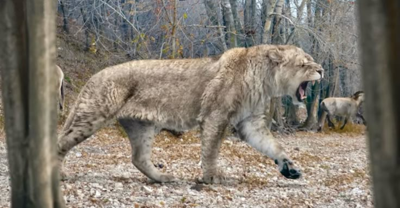 10 Extinct Animals Scientists Are Trying to Revive | animalplanethq.com