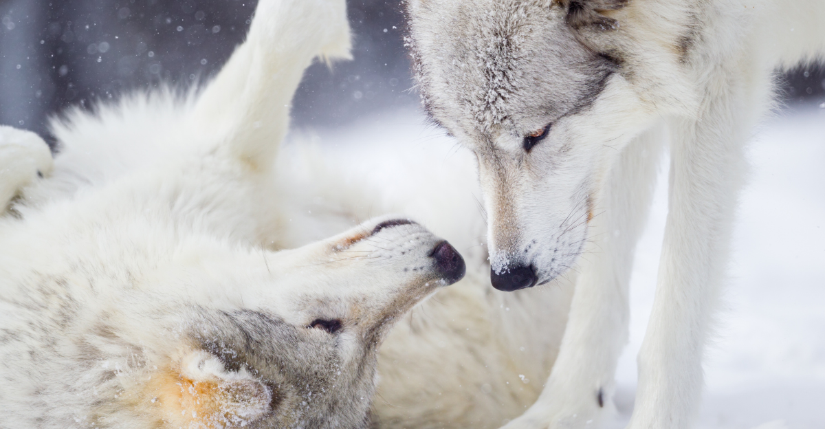 12 Animals That Now See Humans As Prey | animalplanethq.com