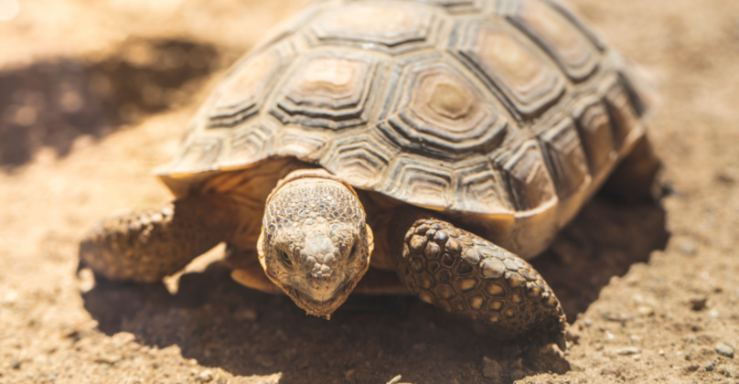 11 Remarkable Animals That Can Survive Without Water | animalplanethq.com