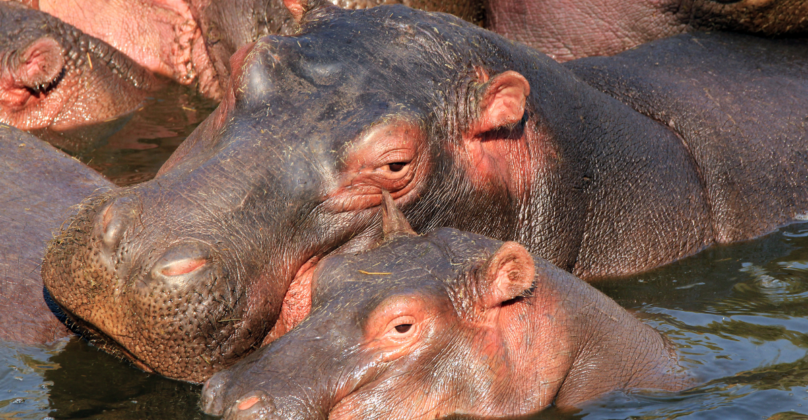 12 Animals That Now See Humans As Prey | animalplanethq.com