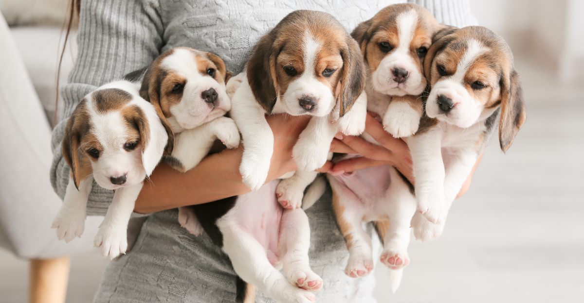 4,000 Beagles Rescued From Lab Testing by the Human World for Animals ...