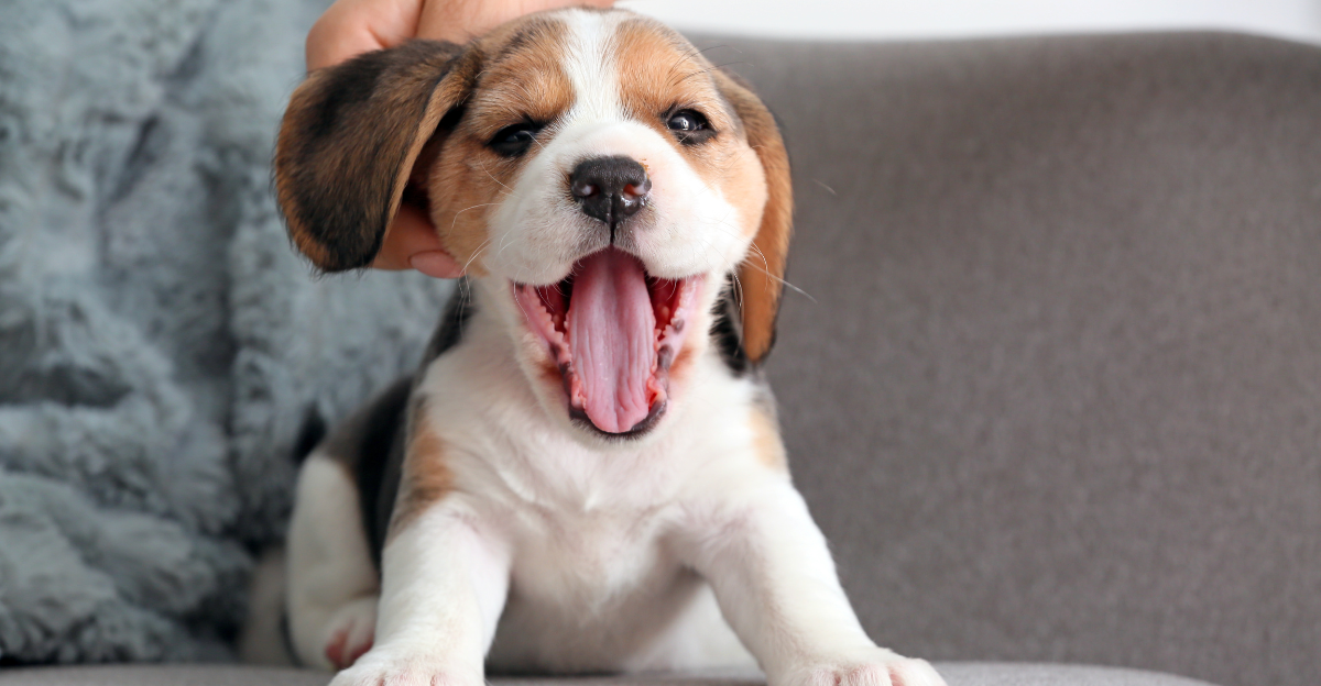 4,000 Beagles Rescued From Lab Testing by the Human World for Animals ...
