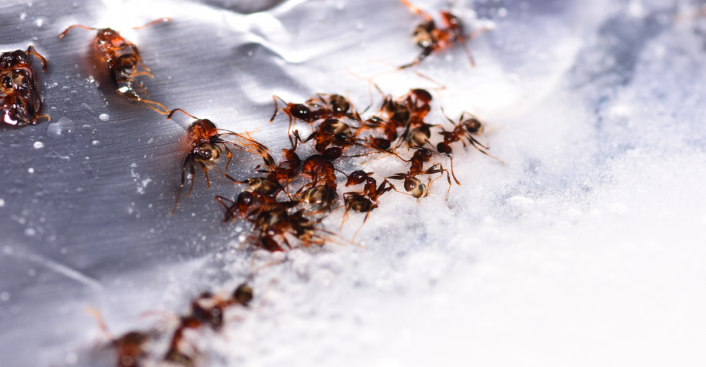 The Bizarre ‘Ant Death Spiral’ – A Mind-Blowing Insect Mystery ...