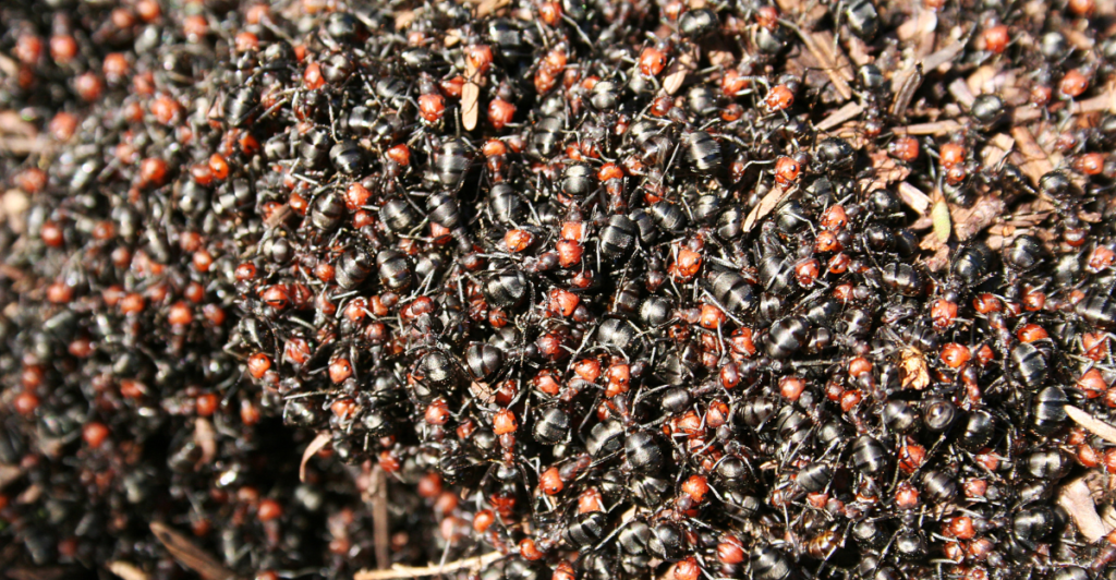The Bizarre ‘Ant Death Spiral’ – A Mind-Blowing Insect Mystery ...