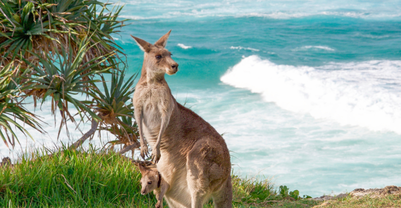 12 Wild Animals That Are Surprisingly Friendly | animalplanethq.com