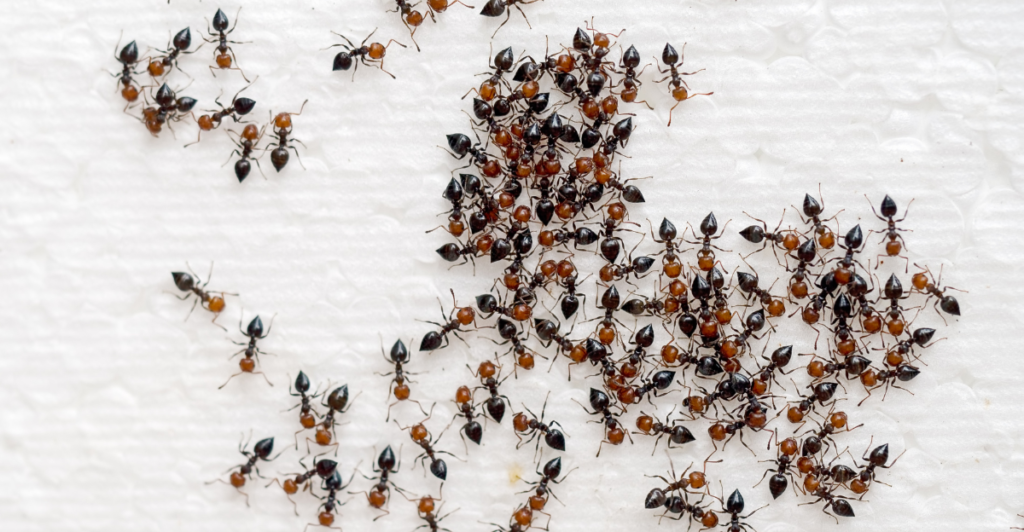 The Bizarre ‘Ant Death Spiral’ – A Mind-Blowing Insect Mystery ...