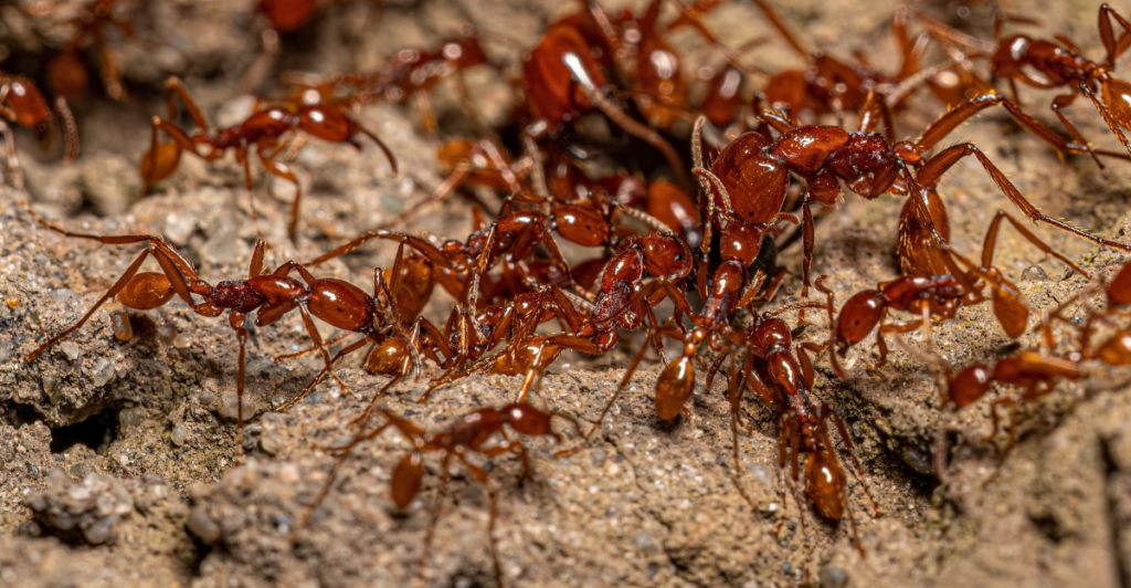 The Bizarre ‘Ant Death Spiral’ – A Mind-Blowing Insect Mystery ...