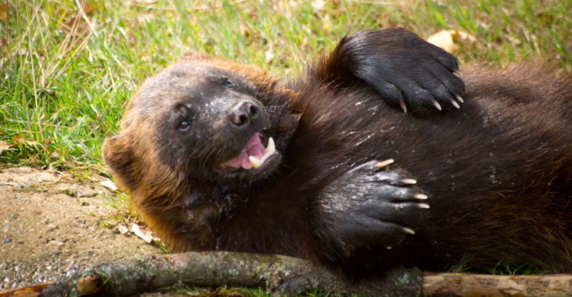 8 Most Fearless Animals That Rule the Animal Kingdom | animalplanethq.com
