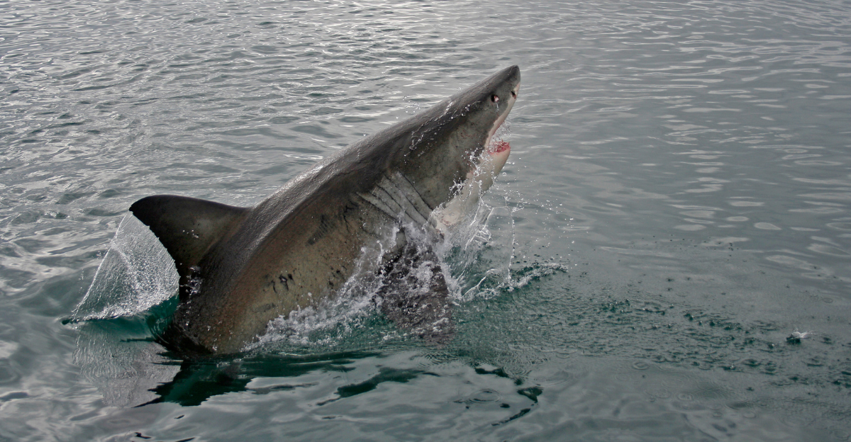 Top 8 Most Aggressive Sharks on Earth and Where They Swim ...