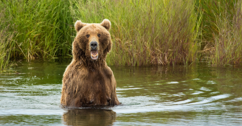 8 Most Fearless Animals That Rule the Animal Kingdom | animalplanethq.com