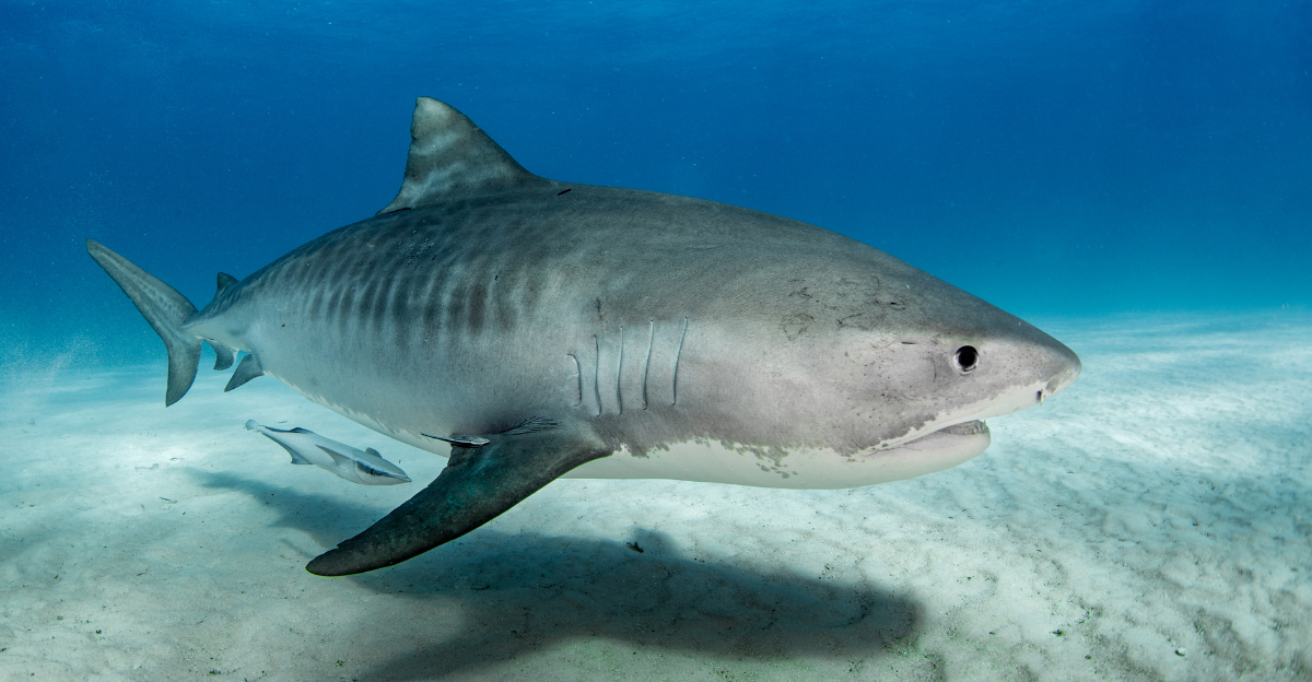Top 8 Most Aggressive Sharks on Earth and Where They Swim ...