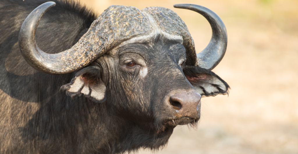 8 Most Fearless Animals That Rule the Animal Kingdom | animalplanethq.com