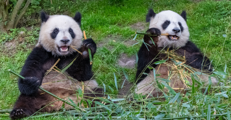 Why Pandas Eat Bamboo Despite Their Carnivore Instincts ...
