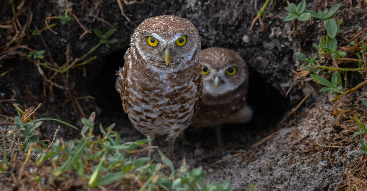 13 Largest Underground Creatures On Earth | animalplanethq.com