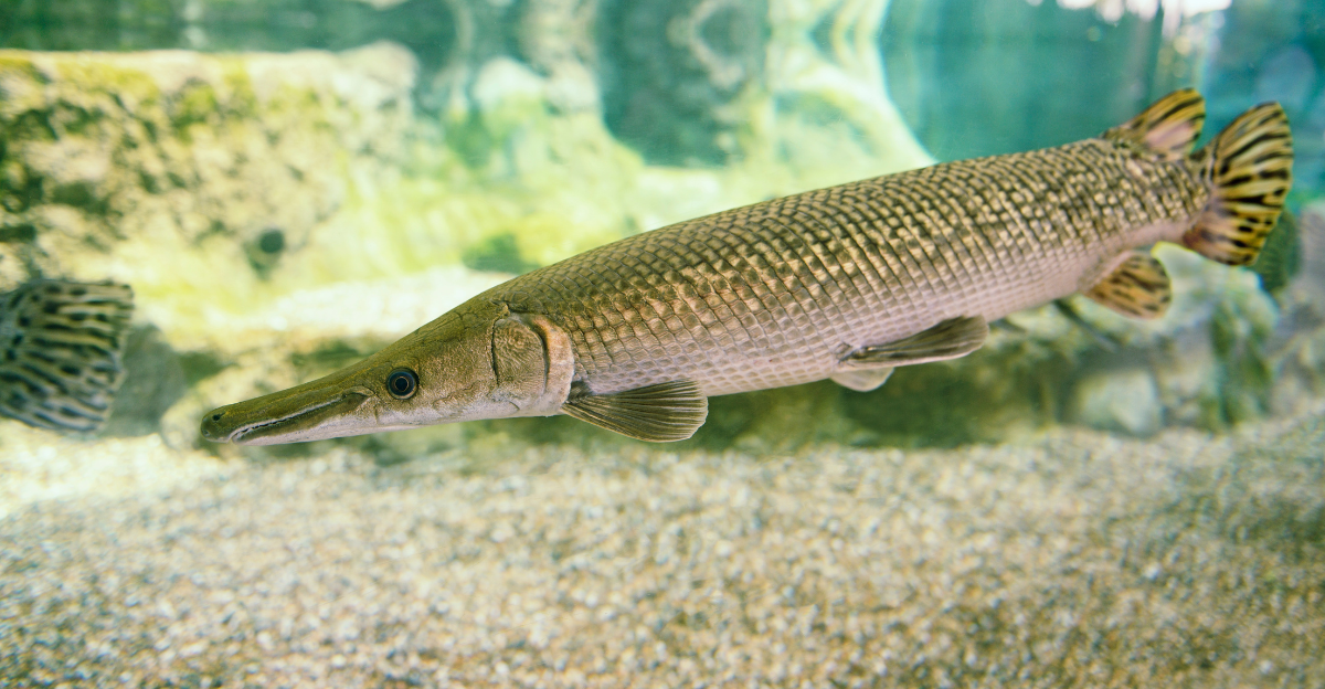 14 Goofy Looking Animals That Are as Bizarre as They Are Real ...