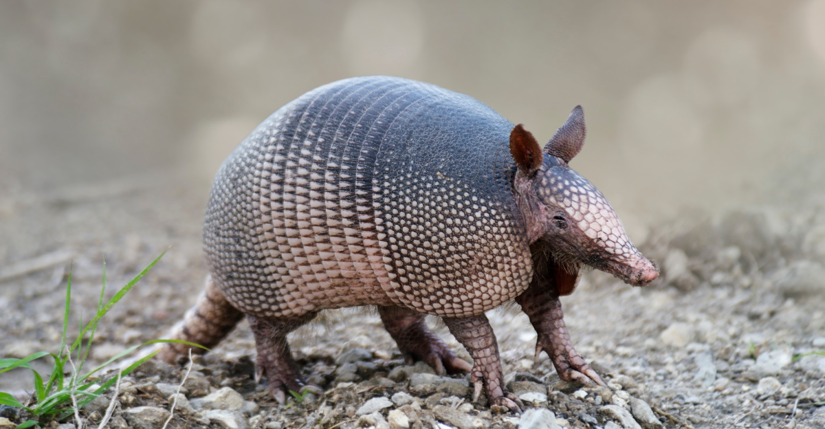 13 Largest Underground Creatures On Earth | animalplanethq.com