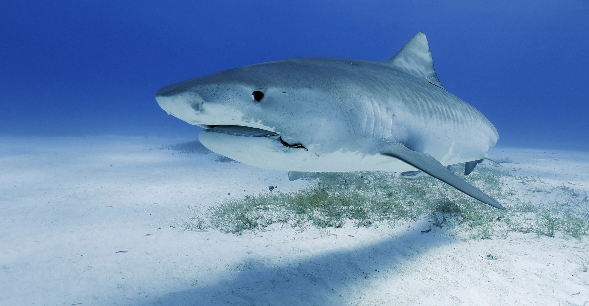 Top 8 Most Aggressive Sharks on Earth and Where They Swim ...