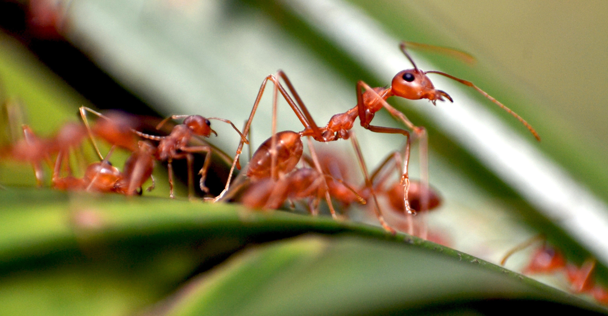 The Bizarre ‘Ant Death Spiral’ – A Mind-Blowing Insect Mystery ...