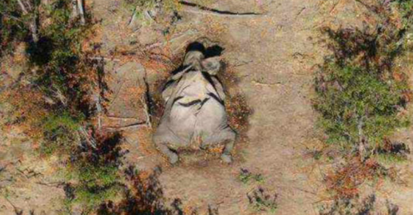 Do Elephant Graveyards Really Exist? Scientists Weigh In ...