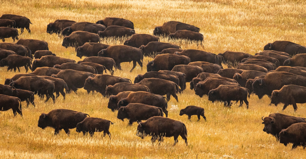 12 U.S. States Where Bison Still Roam Wild and Free | animalplanethq.com