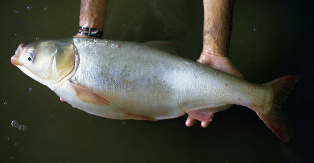 Invasive Asian Carp Is Disrupting US Waters in a Big Way ...