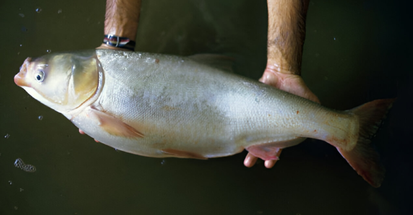Invasive Asian Carp Is Disrupting US Waters in a Big Way ...