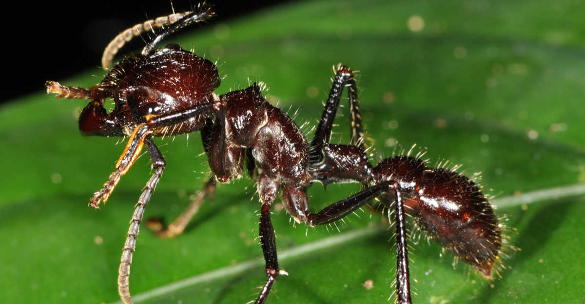 The 12 Scariest Insects in the World and Where They Thrive ...