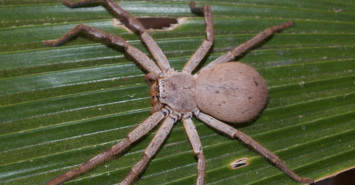 The 12 Scariest Insects in the World and Where They Thrive ...