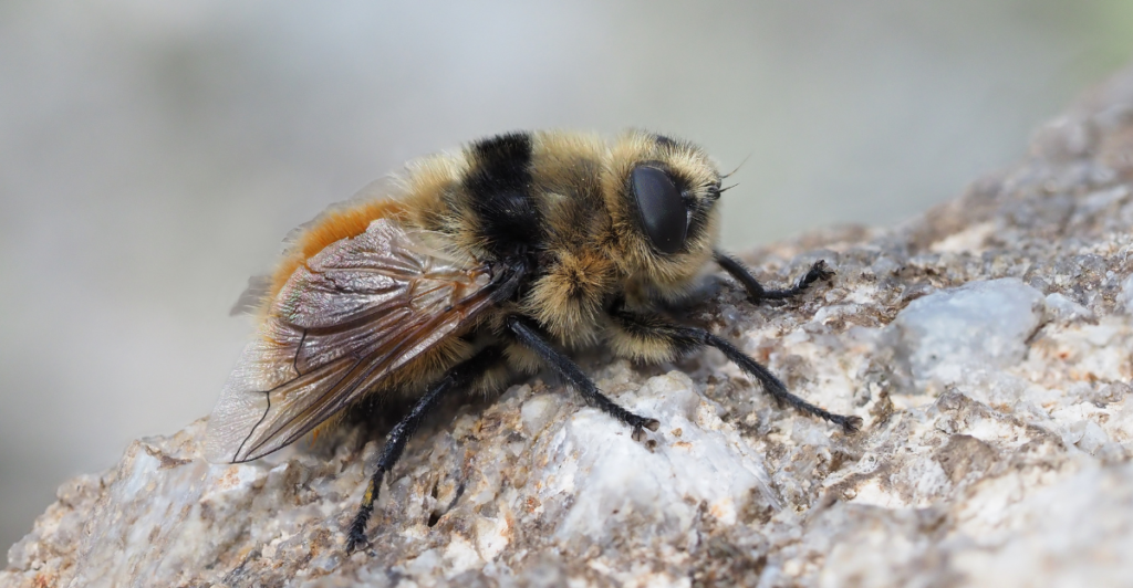 The 12 Scariest Insects in the World and Where They Thrive ...