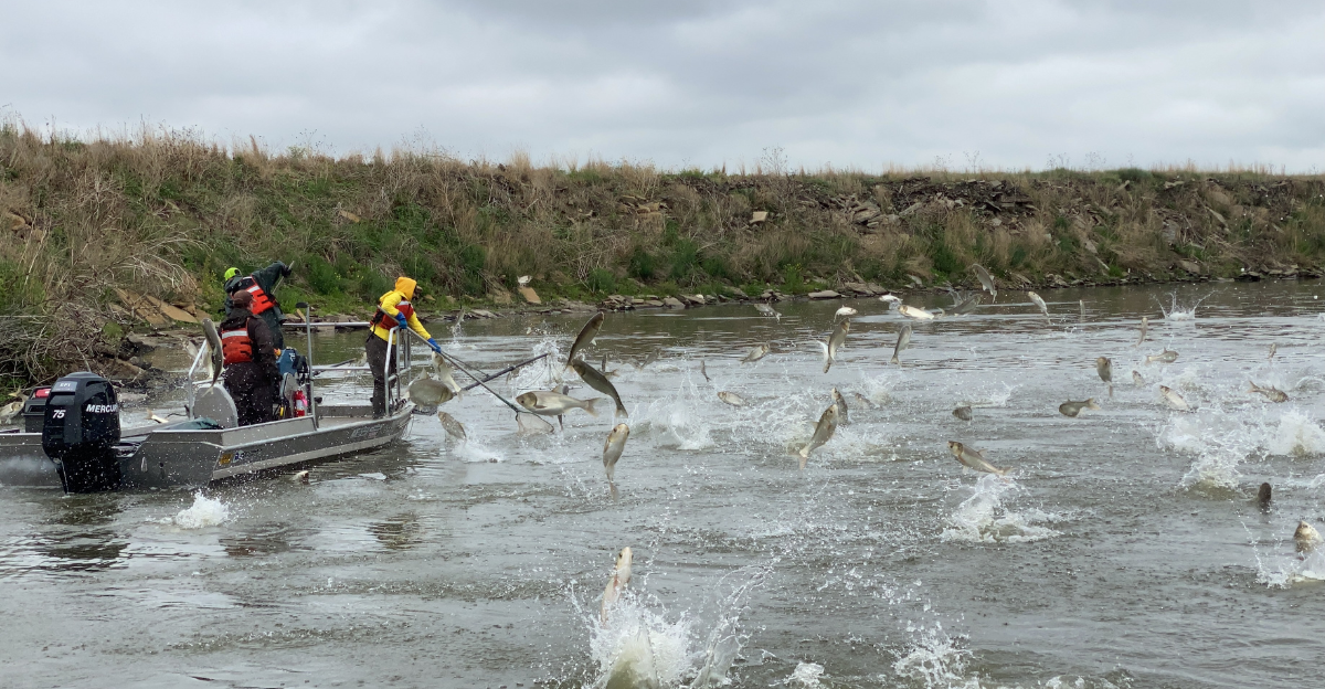 Invasive Asian Carp Is Disrupting US Waters in a Big Way ...