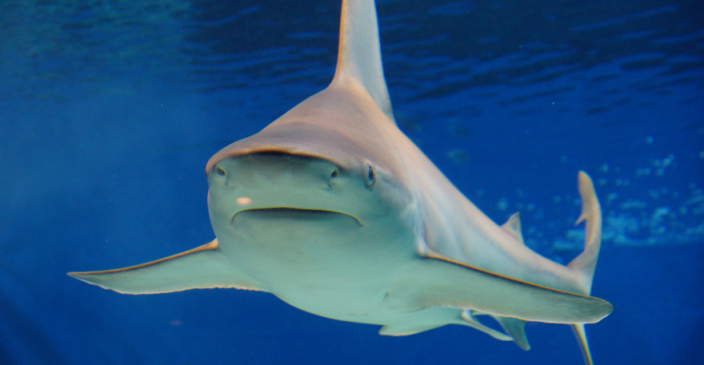 Top 8 Most Aggressive Sharks on Earth and Where They Swim ...
